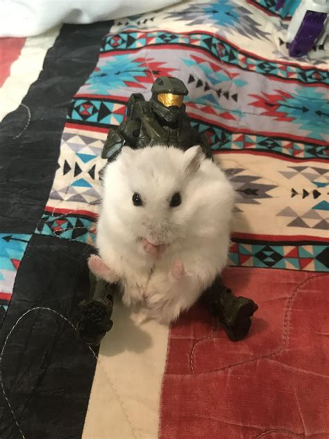 Andy With Master Chief Rhamster
