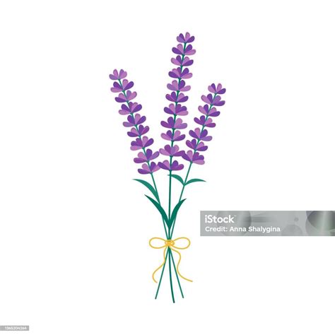 라벤더 꽃 꽃다발 고립 흰색 백라운드에 피는 라벤더의 벡터 일러스트 프로방스 알프스 코트다쥐르에 대한 스톡 벡터 아트 및 기타
