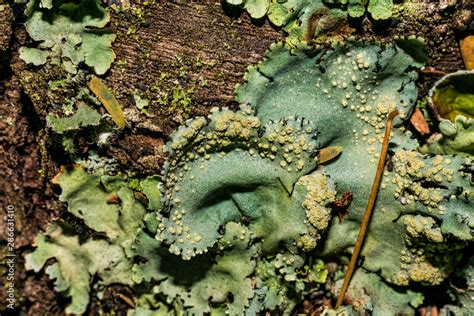 Lichens Are Symbiotic Fungi And Algae They Are Able To Grow On The Rocks Clean And Often Form