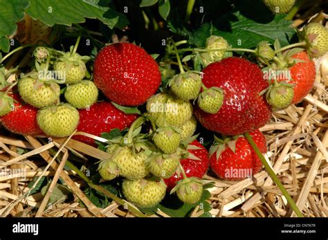 Hybrid Strawberry Garden Strawberry Fragaria X Ananassa Fragaria