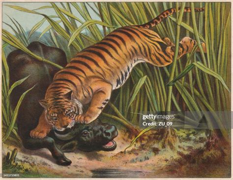 A Tiger Chases A Water Buffalo Chromolithograph Published Ca 1898 High