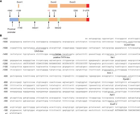 Nucleotide Sequences Of The Fragment Of A Beta Actin Gene Isolated From Download Scientific