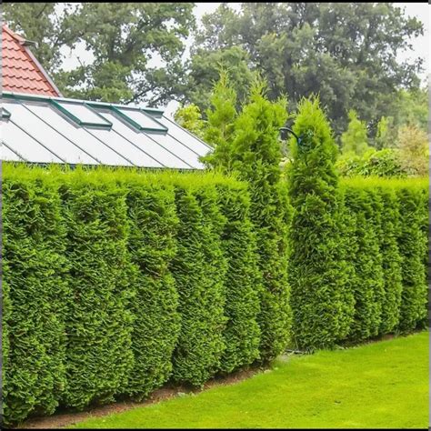 Chiparos Leyland Cupressocyparis Leylandii 220 M