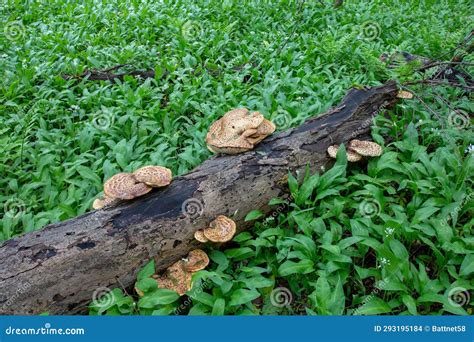 Fungi Are Parasites And Saprophytes Forming Colonies On Tree Trunks A Way Of Life In Nature