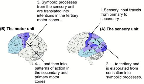 Functional Units Of The Cortex A The First Functional Unit Of The Download Scientific