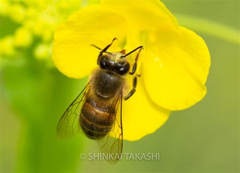 ニホンミツバチ 新開孝の昆虫手帖