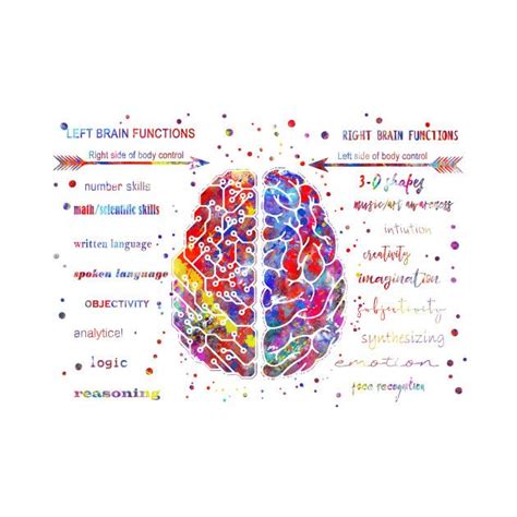 Left And Right Brain Function By Rosaliart Artofit