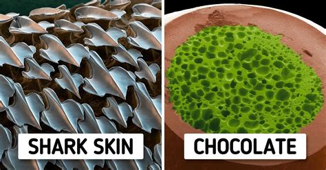 20 Pics Reveal What Everyday Things Look Like Under A Microscope