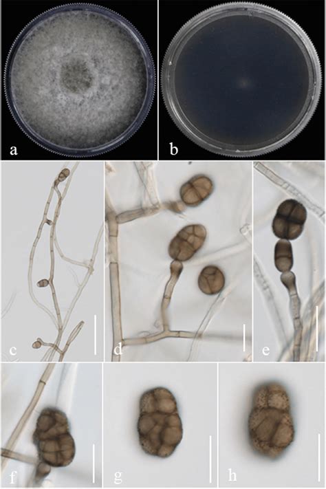 Asexual Morph Of Stemphylium Dianthi On Pda Jzb3185001 A B Culture