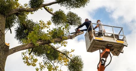 3 Printable Tree Service Estimate Templates Inside Advisor Pro