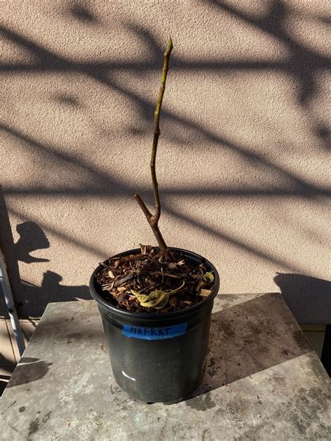 Figbid Online Auctions Of Fig Trees Fig Cuttings And Growing Supplies Mafrat Fig Russian