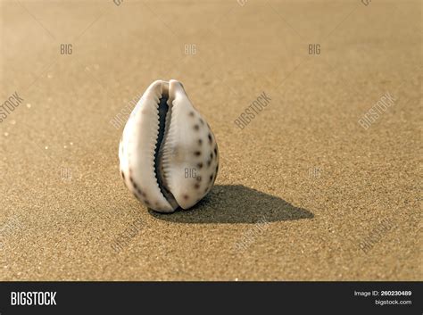 Sea Shell On Sand Form Image Photo Free Trial Bigstock