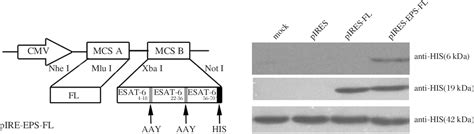 Figure 1 From A Novel Recombinant Dna Vaccine Encoding Mycobacterium