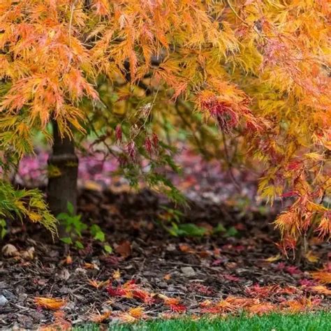Trees Under 10 Feet Tall List Of 20 Low Maintenance Options