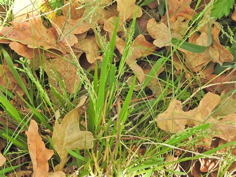 Gaping Panicgrass From Bastrop County Tx Usa On October 23 2023 At