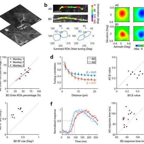 Comparison Of Excitatory Dendritic Inputs On Apical Dendrites Versus Download Scientific