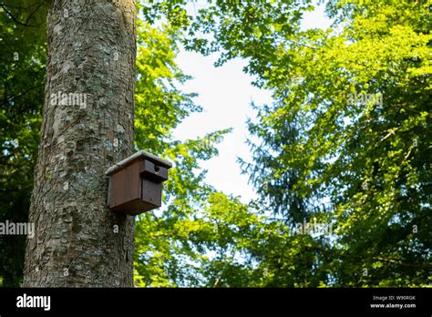 A Wooden Nesting Box Attached To A Tree In The Black Forest In Summer Stock Photo Alamy