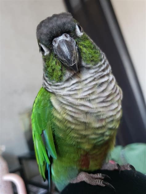 Life Expectancy For Gcc R Conures