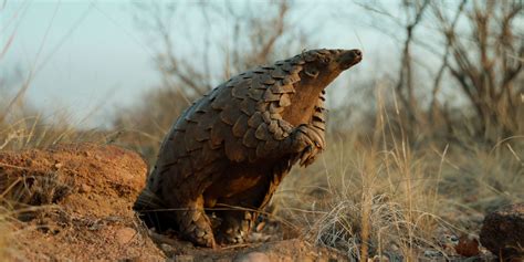 ‘pangolin Kulus Journey Showcases The Worlds Most Trafficked Mammal