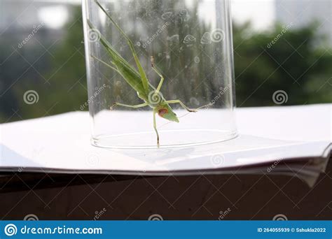 Large Conehead Grasshopper Ruspolia Nitidula In A Glass Vessel Pix Sanjiv Shukla Stock
