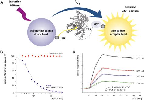 A Illustration Of The Alphascreen Proteinprotein Interaction Assay Download Scientific