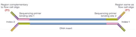 《陈巍学基因》笔记①illumina测序化学原理 腾讯云开发者社区 腾讯云