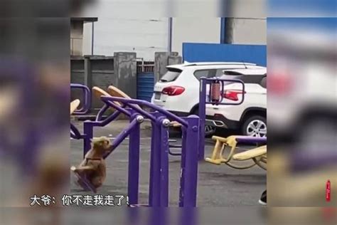 泰迪痴迷于玩健身器材，大爷：你不走我走，像极了小时候的自己！于玩泰迪大爷