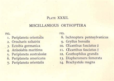 Walking Stick Cockroach Grasshopper Chart Vintage 1907 Etsy