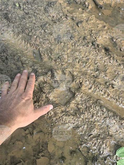 Нов сигнал за опасния хищник на територията на Природен парк Шуменско плато е постъпил в