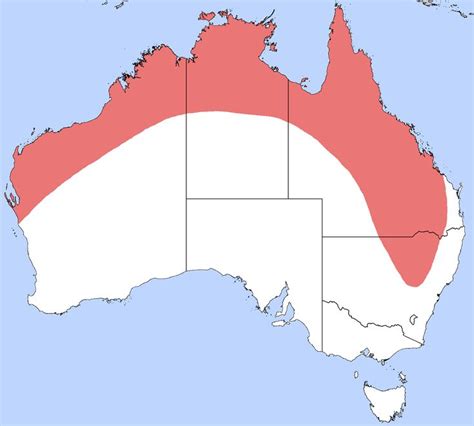 Distribution Map Of The Giant Grasshopper Australia Map Map Giants