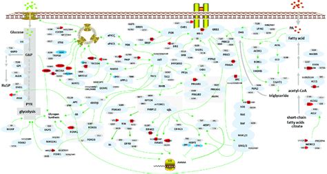 Insulin Signal Pathway Interaction Network Of Insulin Signaling