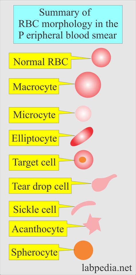 Erythrocytes Rbc Morphology Blood Smear Information Mount Sinai