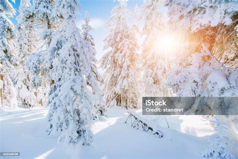 환상적인 겨울 풍경입니다 서리가 하루 산에서 마술 일몰입니다 에 휴일의 이브 극적인 장면입니다 카 르 파티 아 우크라이나 유럽입니다 새해 복 많이 받으세요 가리기에 대한