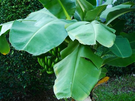 10 Best Banana Varieties To Grow In Your Home Garden Complete Gardening