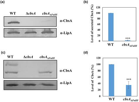 Deletion Of The Fniii Domain Leads To A Reduction In The Level Of Cbsa Download Scientific