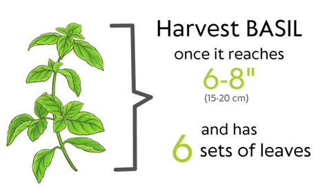 Harvesting Basil With Care Preserving Aromatic Goodness