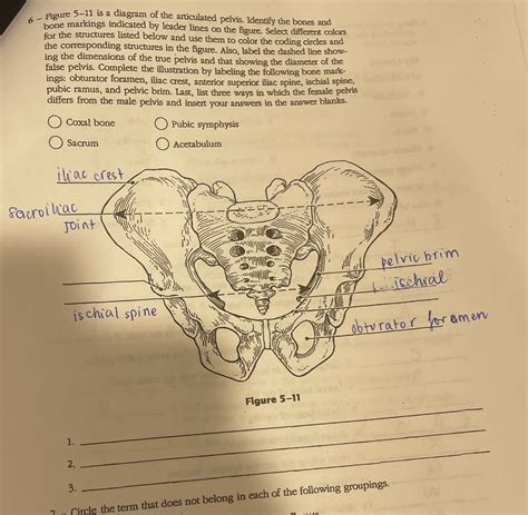 Solved 6 Figure 5 11 Is A Diagram Of The Articulated Pelvis Identify Course Hero