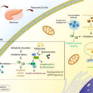 A Schematic Representation Of DM Download Scientific Diagram