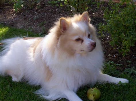 Standard German Spitz