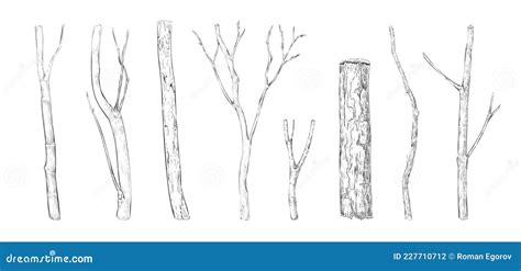 Tree Branch Engraving Hand Drawn Forest Twigs Dry Wood Log And Lumber