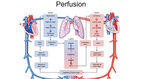 134 Exam 2 Perfusion Ppt Diagram Quizlet