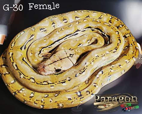Anthrax Reticulated Python Traits Morphpedia