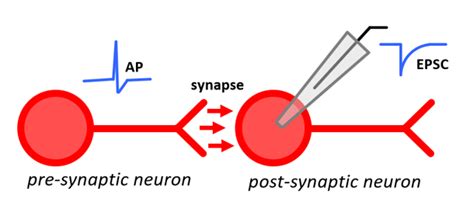 Synaptic Currents