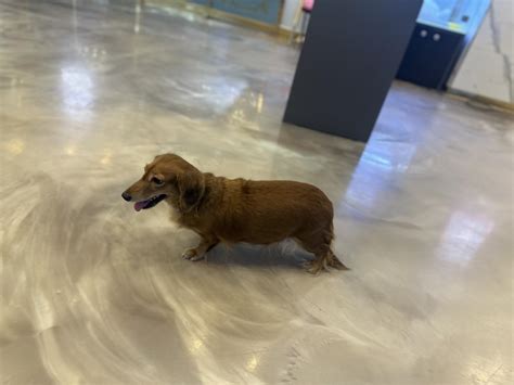 장모 닥스훈트 바비 화이트유기묘분양사이트 실버포메라니안분양 실버말티푸분양 실버푸들분양 실버먼치킨분양 실버랙돌분양 실버브리티쉬숏헤어분양 실버스코티쉬폴드분양 실버러시안블루분양