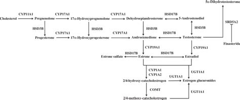Sex Steroid Hormone Biosynthesis And Metabolism Pathway Download Sex Steroid Hormone Biosynthesis And Metabolism Pathway Download