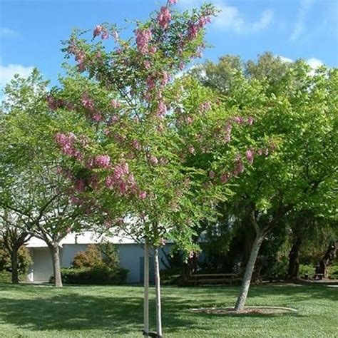 Types Of Locust Tree Varieties For Landscaping AMERICAN GARDENER