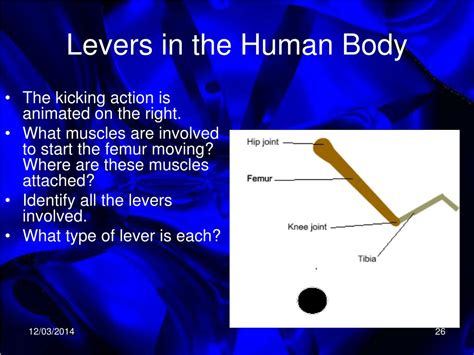 PPT Levers In The Human Body PowerPoint Presentation ID 419935