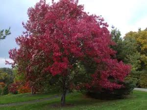 25 Common Types Of Trees Native To Maryland Grow Or Admire