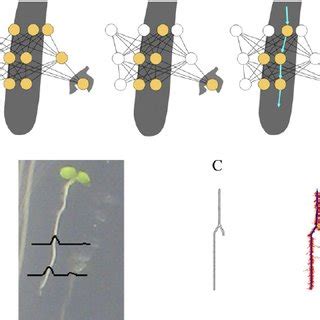A A Graph Based Approach To Root Tracing As The Root Space Is Download Scientific Diagram