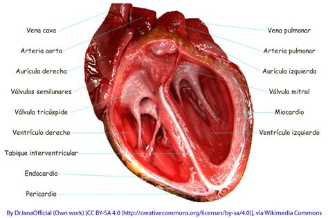 ANATOMÍA DEL CORAZÓN University Quiz Quizizz